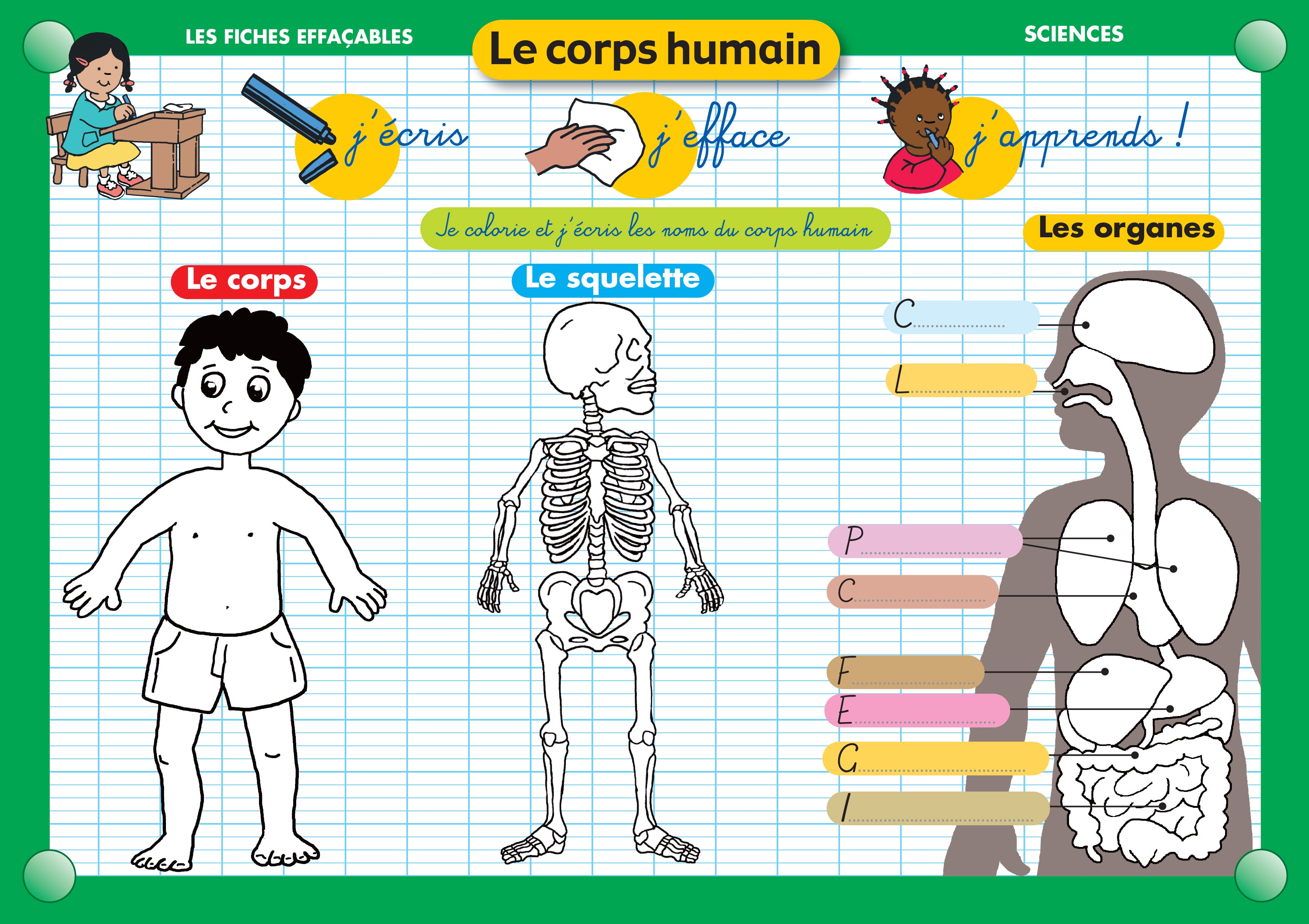 FICHE EFFAÇABLE LE CORPS HUMAIN – Les editions iris France